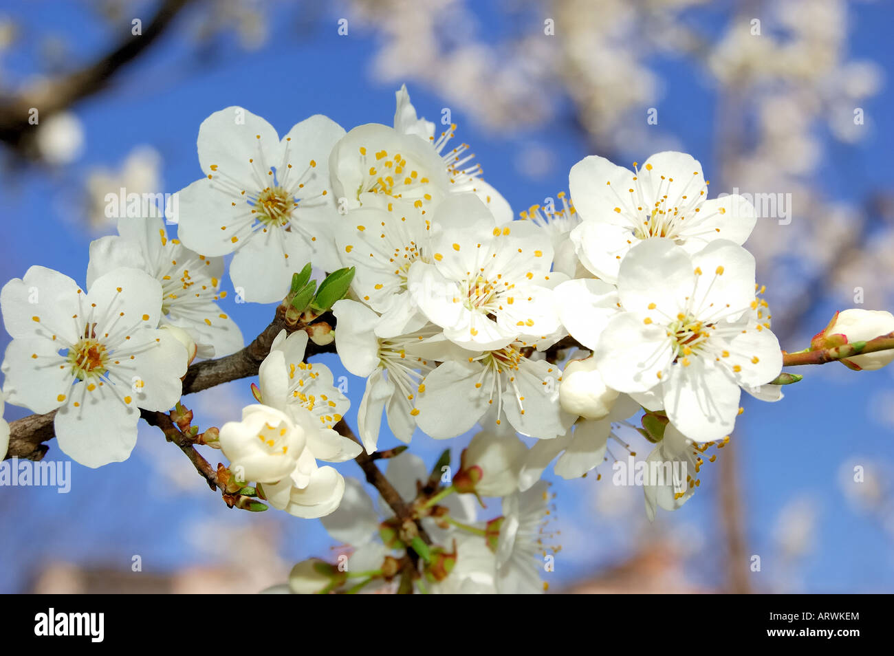 plum tree bloom Stock Photo - Alamy