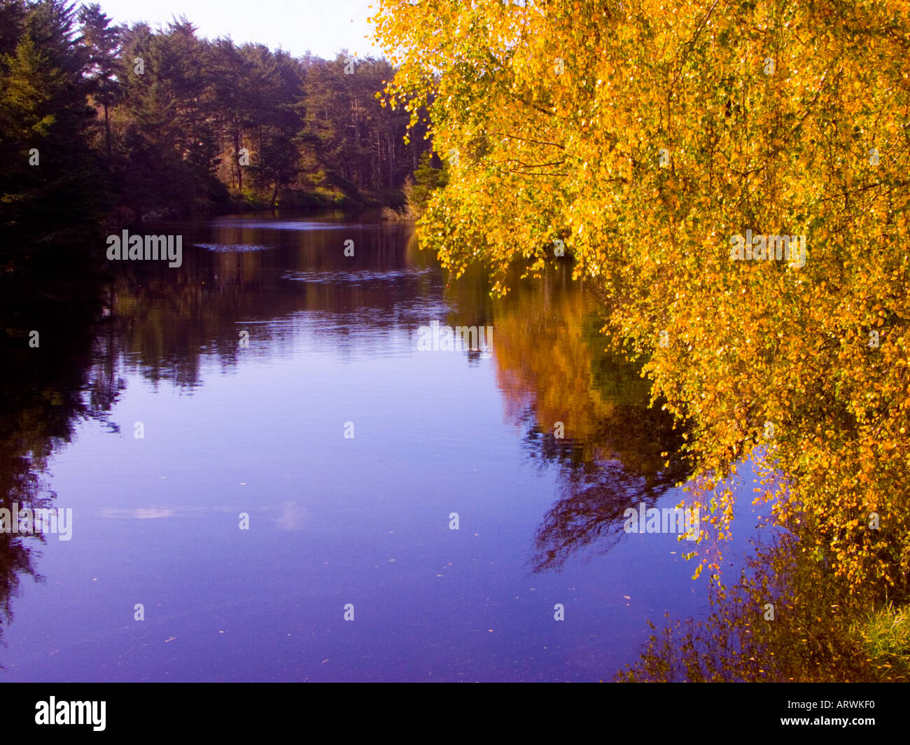 Beaver Creek flows peacefully under autumn colored willow trees in Ona ...