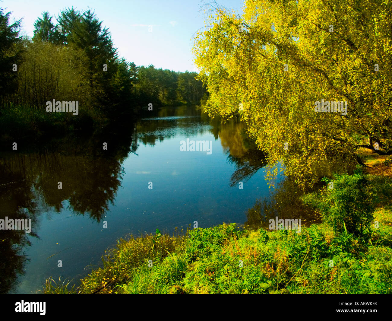 Beaver Creek flows peacefully under autumn colored willow trees in Ona ...