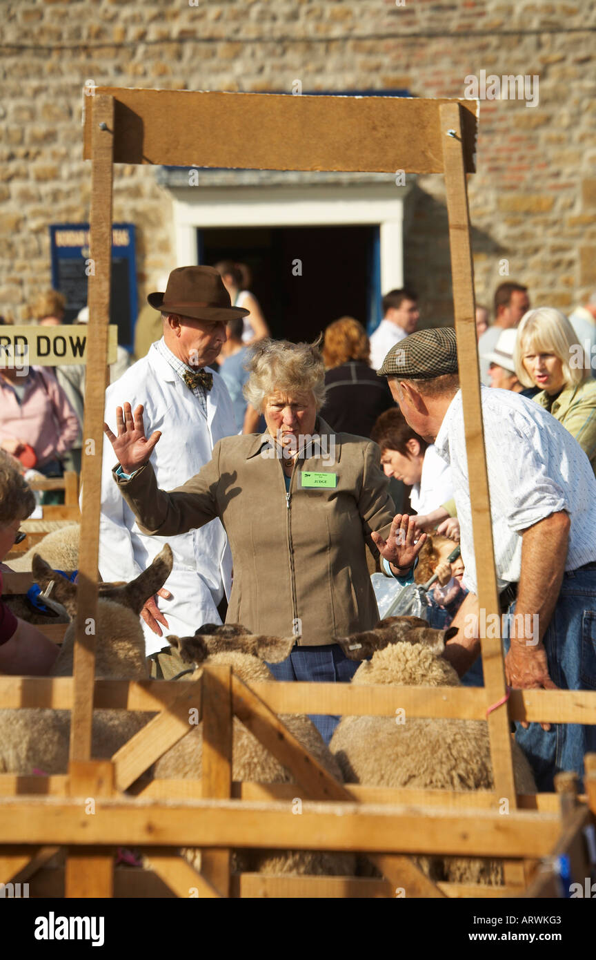 Judging at Masham September Sheep Fair held in the Market Place Masham ...