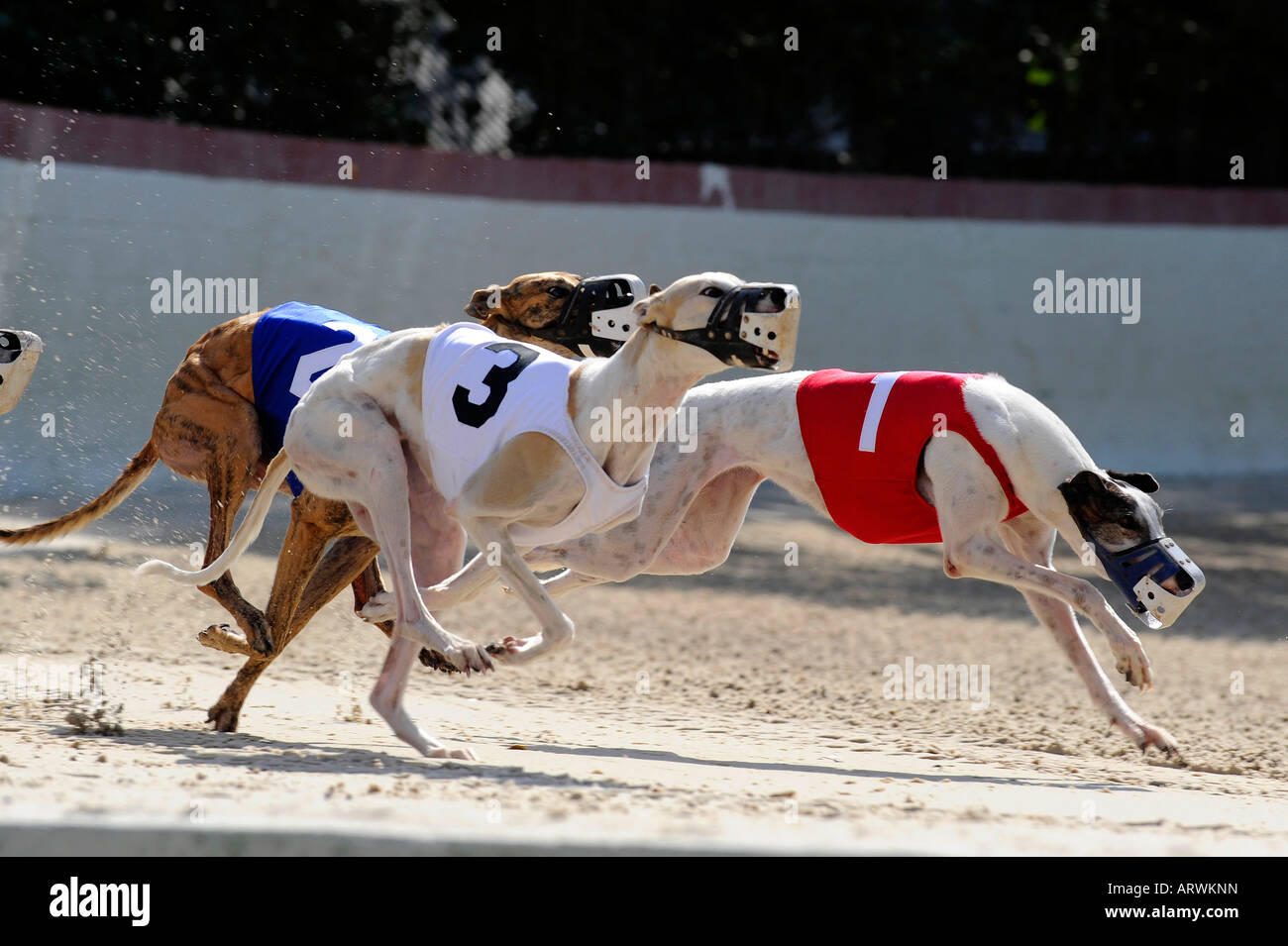 Greyhound racing hi-res stock photography and images - Alamy
