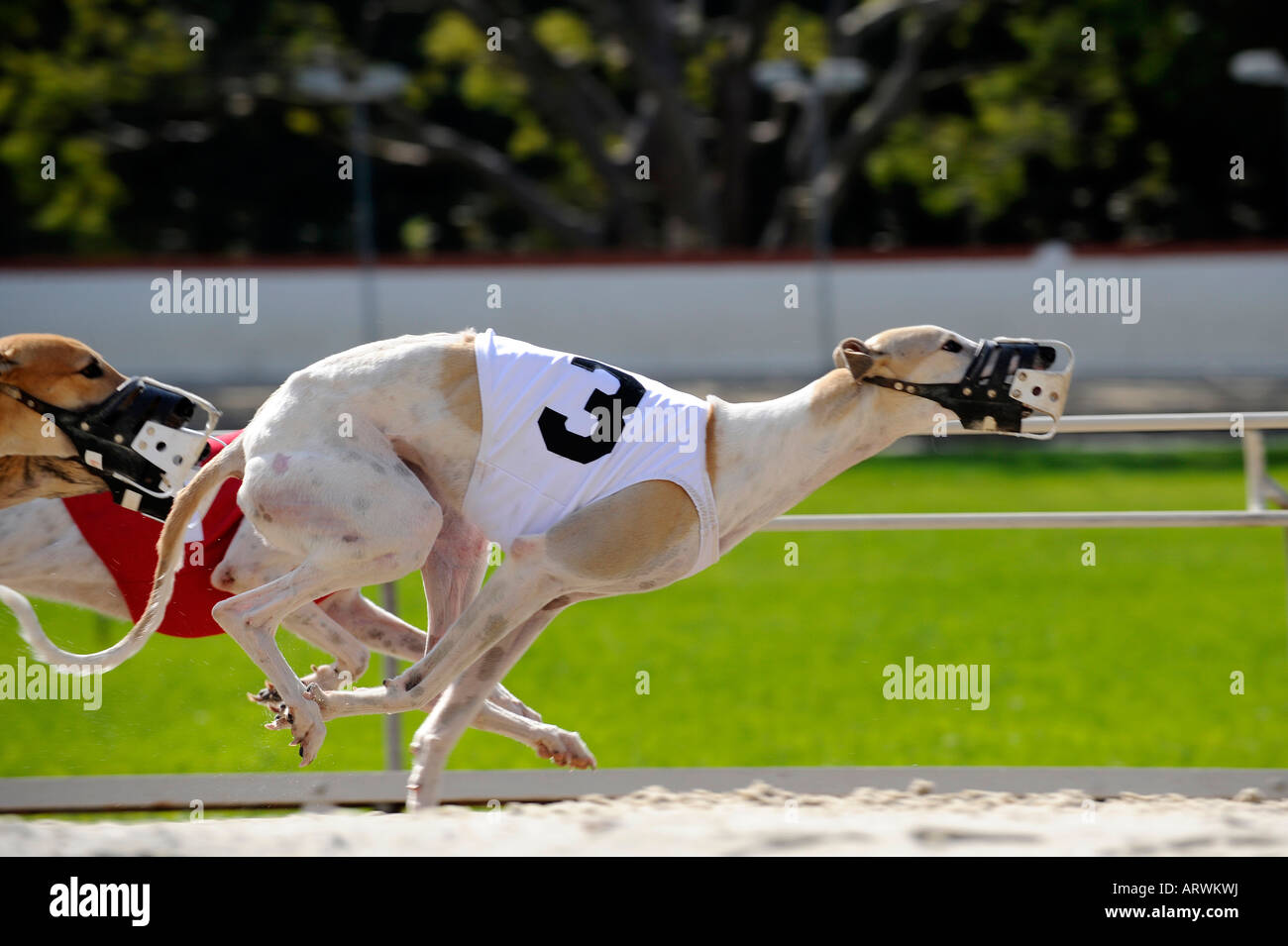 Greyhound dog racing at Fort Myers Naples dog track Florida Stock Photo ...