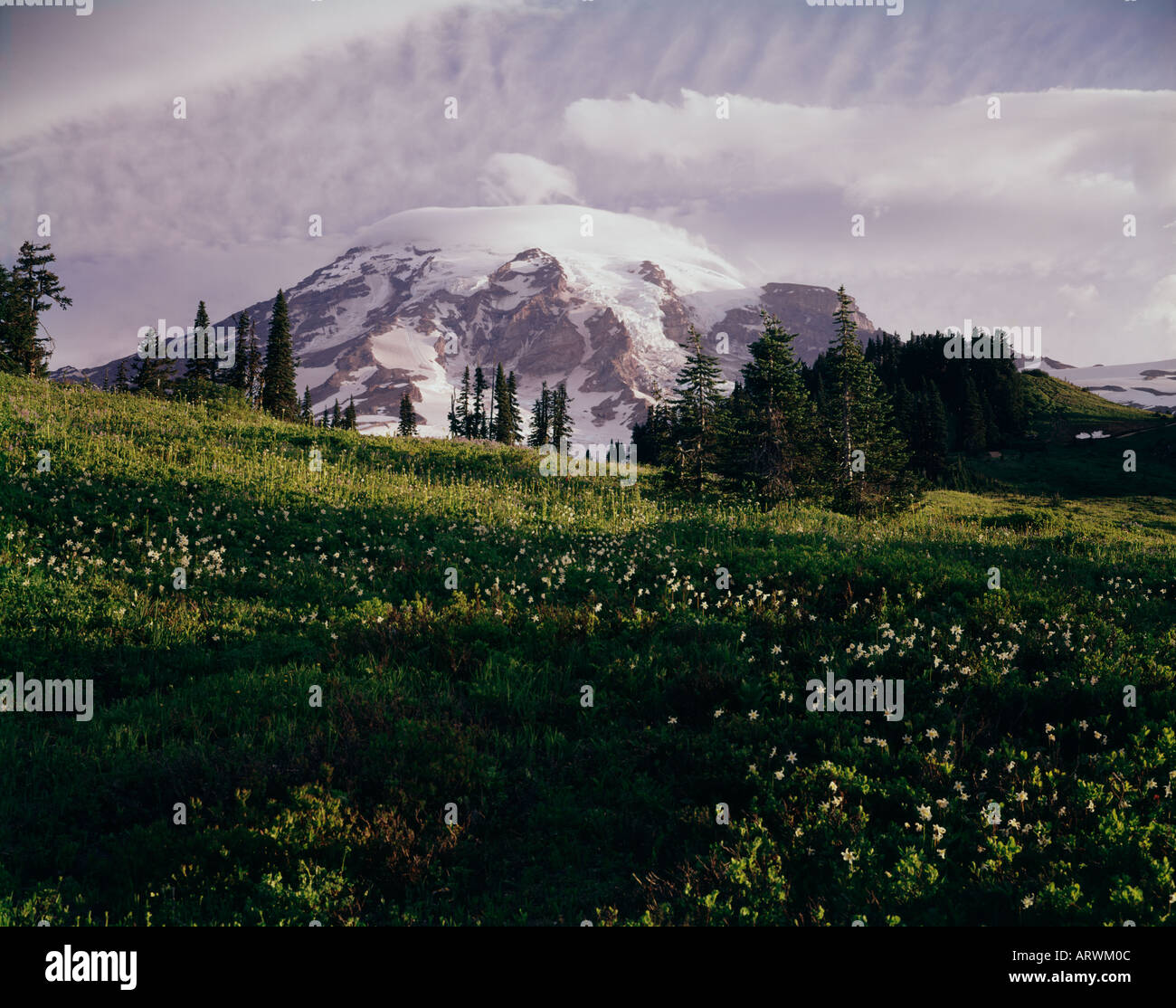 Mount Ranier National Park in Washington with field of glacier lillies ...