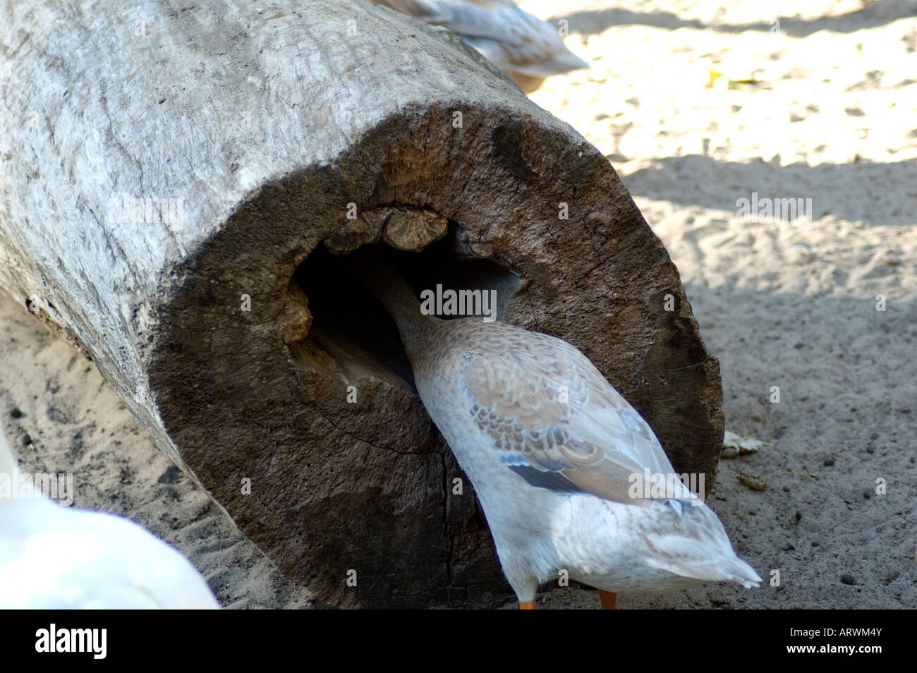 Nosy duck hi-res stock photography and images - Alamy