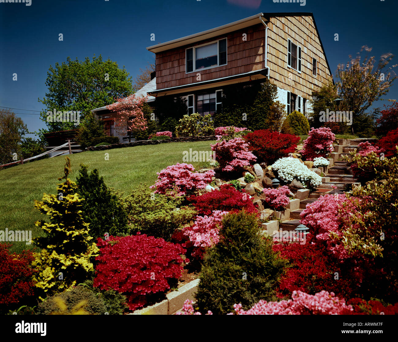 Suburban home surrounded by Spring blooming Azaleas and other colorful ...