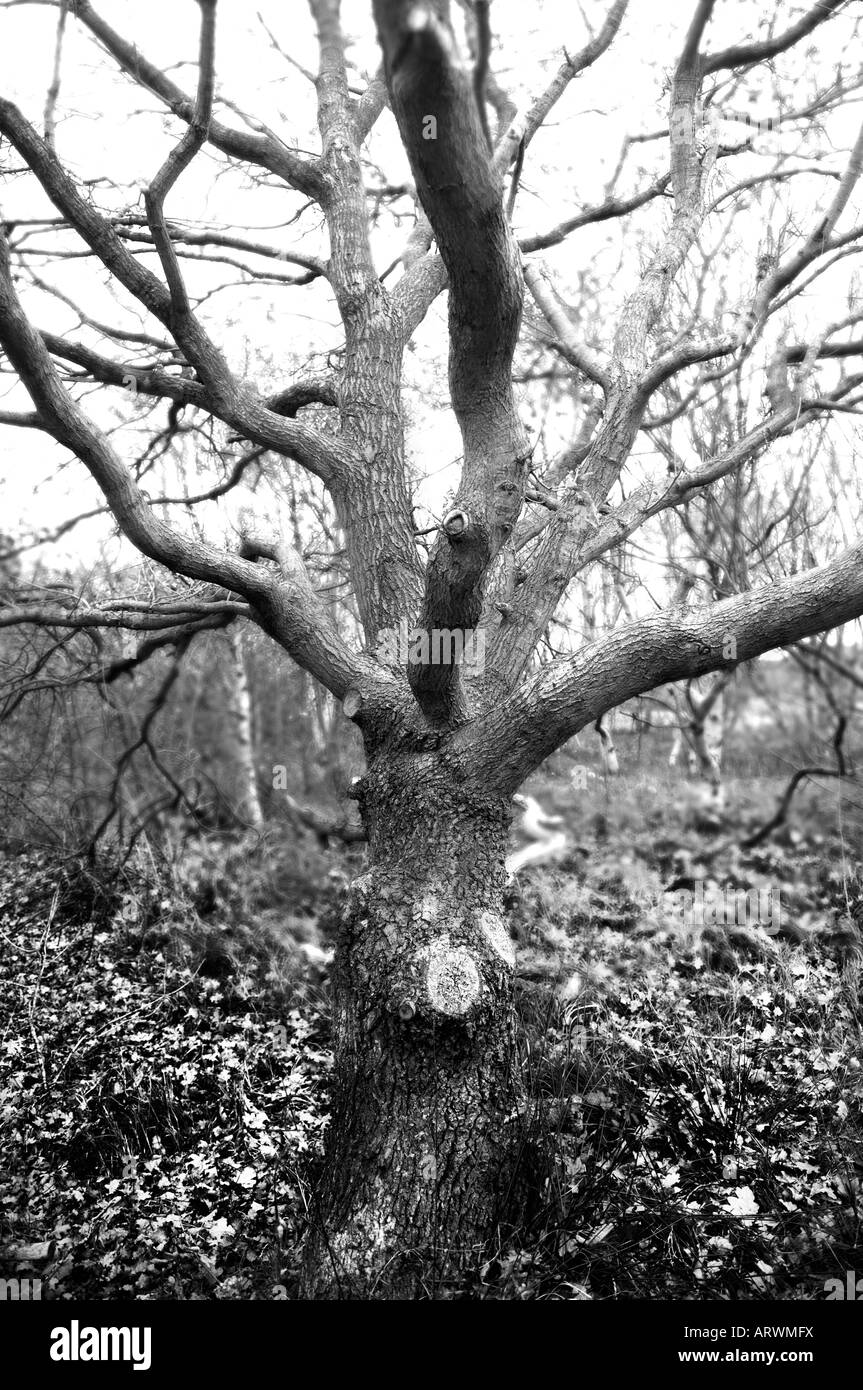 Tree branch branches tree black white many Stock Photo - Alamy