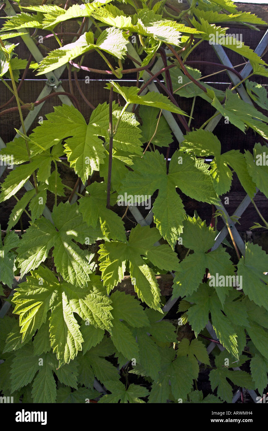 Hops Humulus Lupulus Growing In Kent In England Stock Photo - Alamy