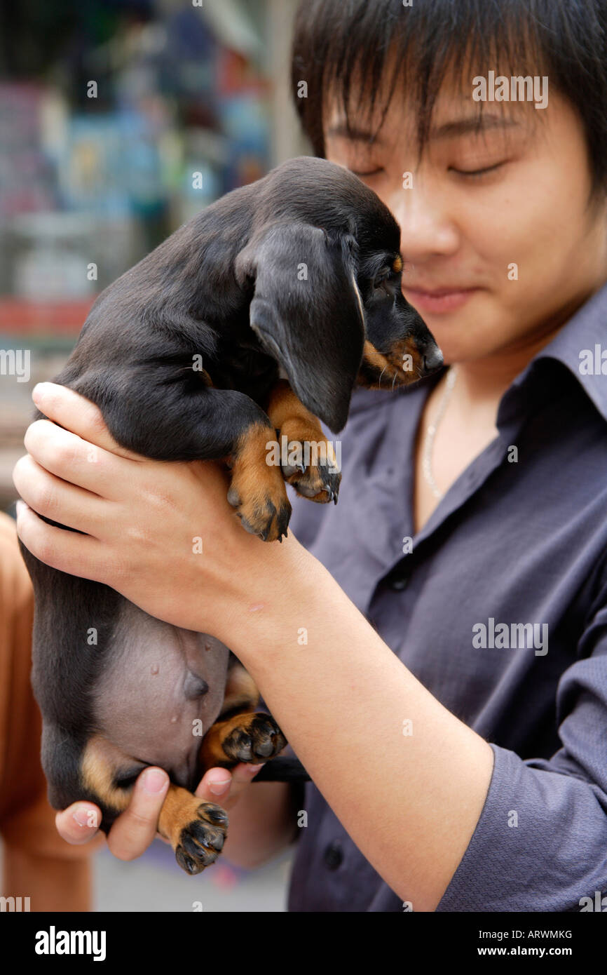 Dachshund Puppy, Puppies for Sale, Pet Street Market Peaceful Market ...