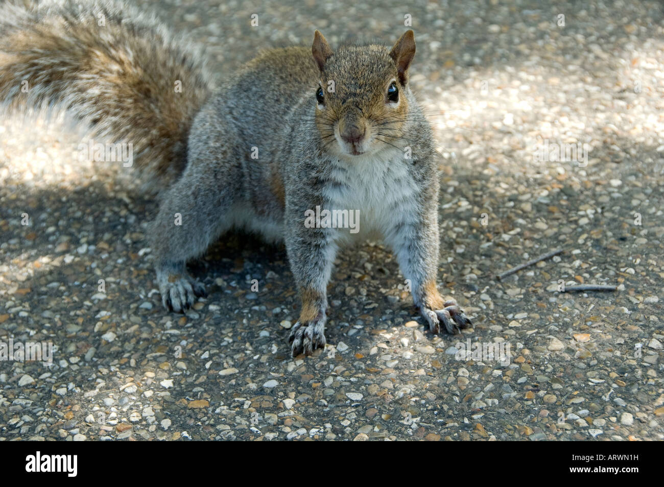 Grey squirrel looking shocked on concrete path Stock Photo - Alamy