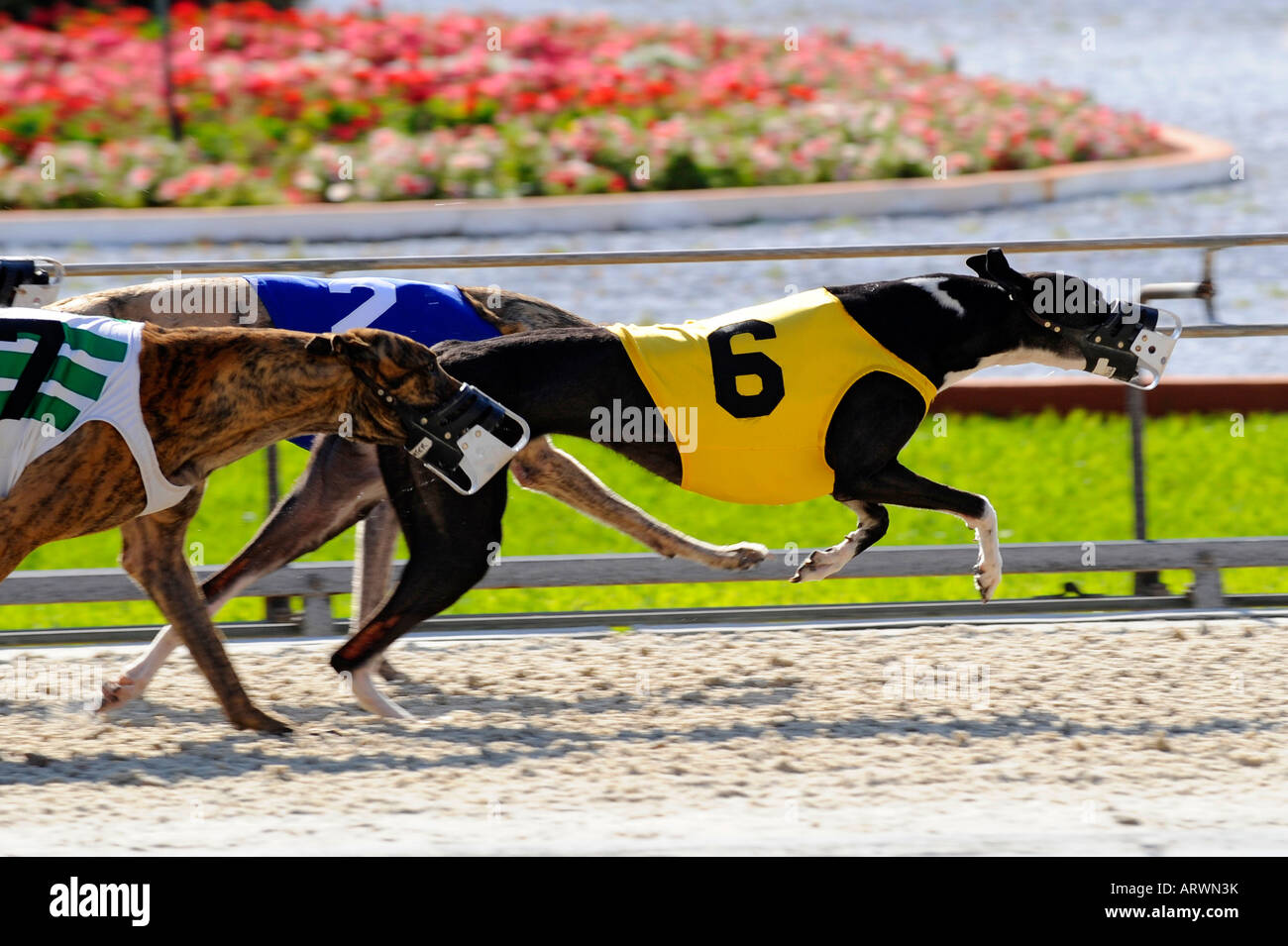Greyhound dog racing at Fort Myers Naples dog track Florida Stock Photo ...