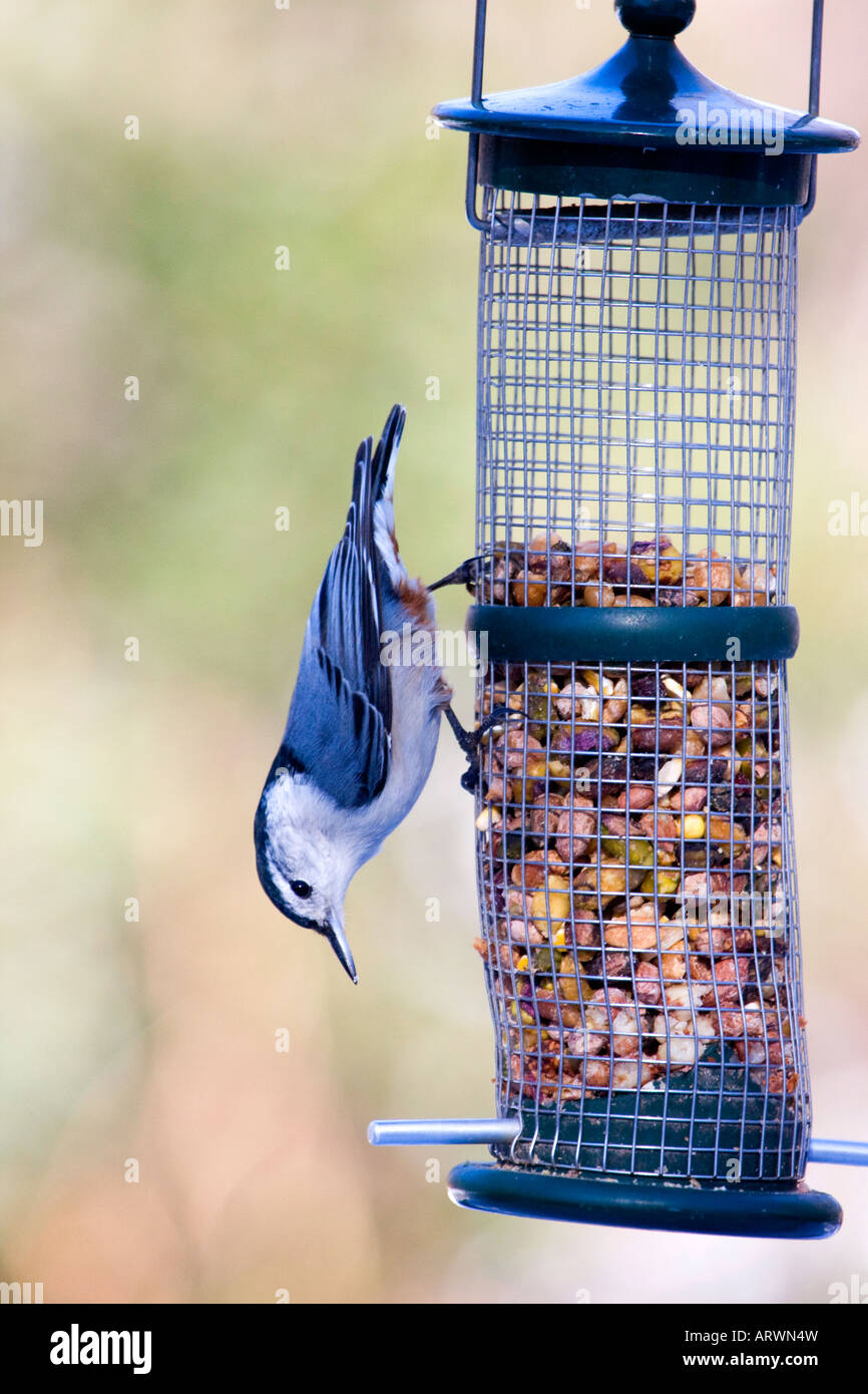 White breasted Nuthatch at bird feeder Stock Photo - Alamy
