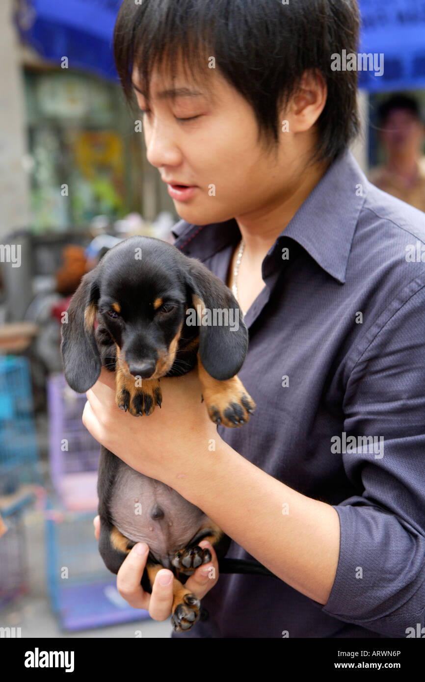 Dachshund Puppy, Puppies for Sale, Pet Street Market Peaceful Market ...