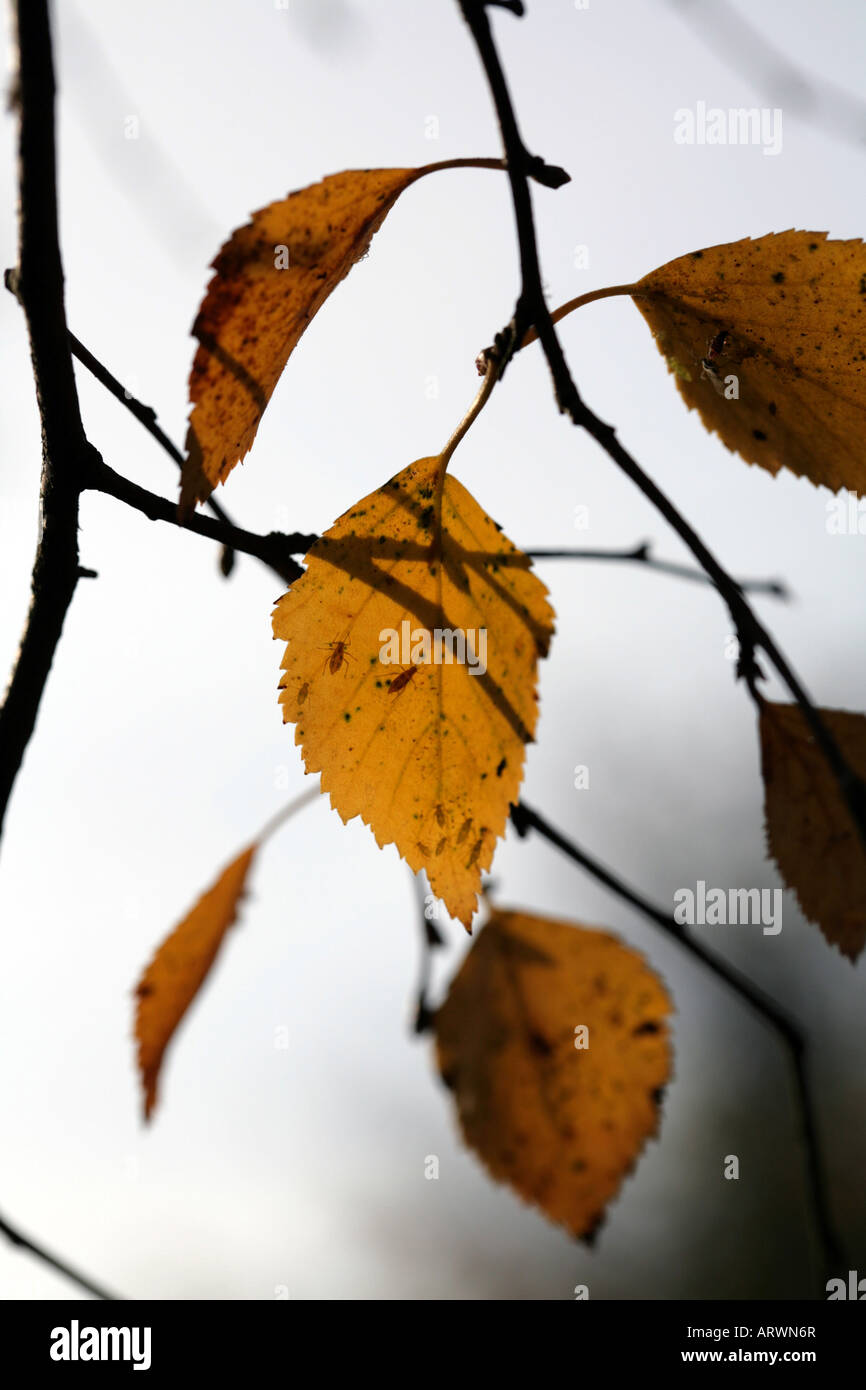 Silver Birch Leaves turned a golden colour in the autumn in a Cheshire ...