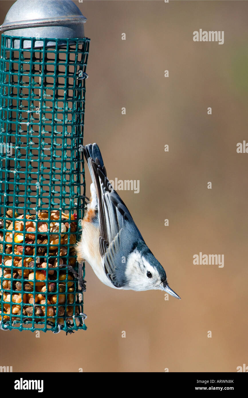 Nuthatches bird feeder hi-res stock photography and images - Alamy