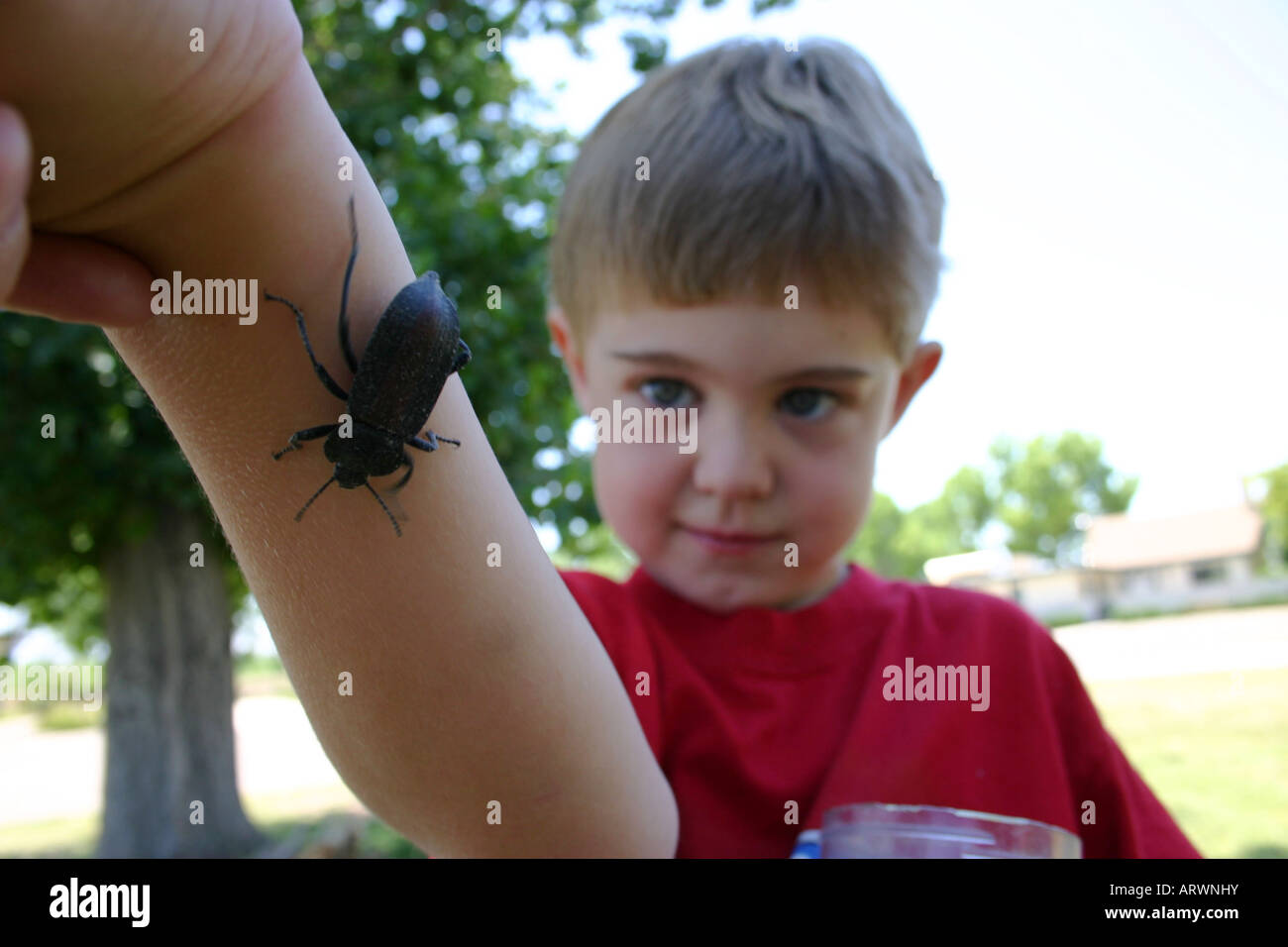 boy looking at black beetle on arm Stock Photo - Alamy