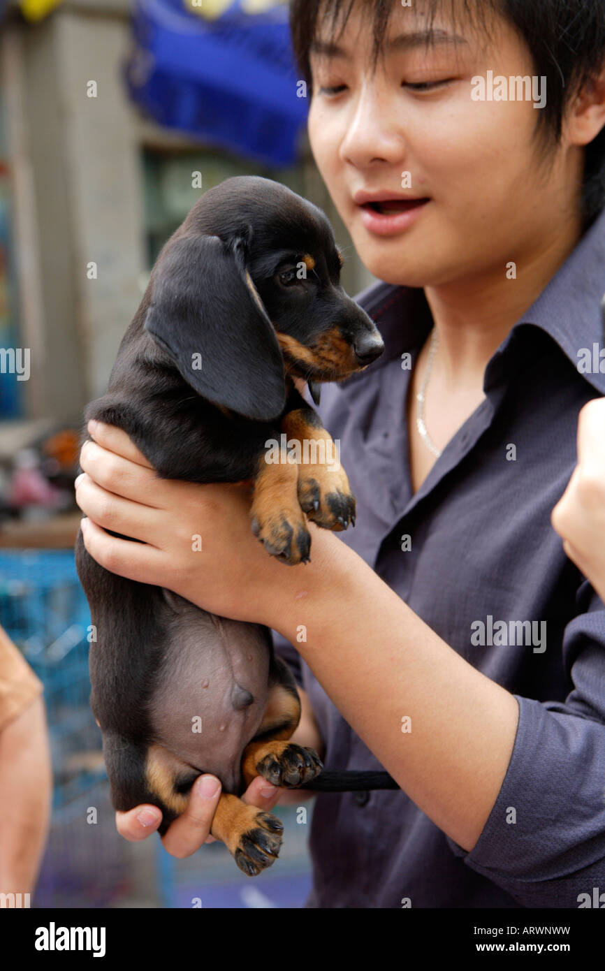 Dachshund Puppy, Puppies for Sale, Pet Street Market Peaceful Market ...