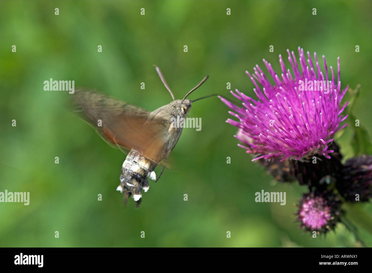 Humming bird moth hi-res stock photography and images - Alamy