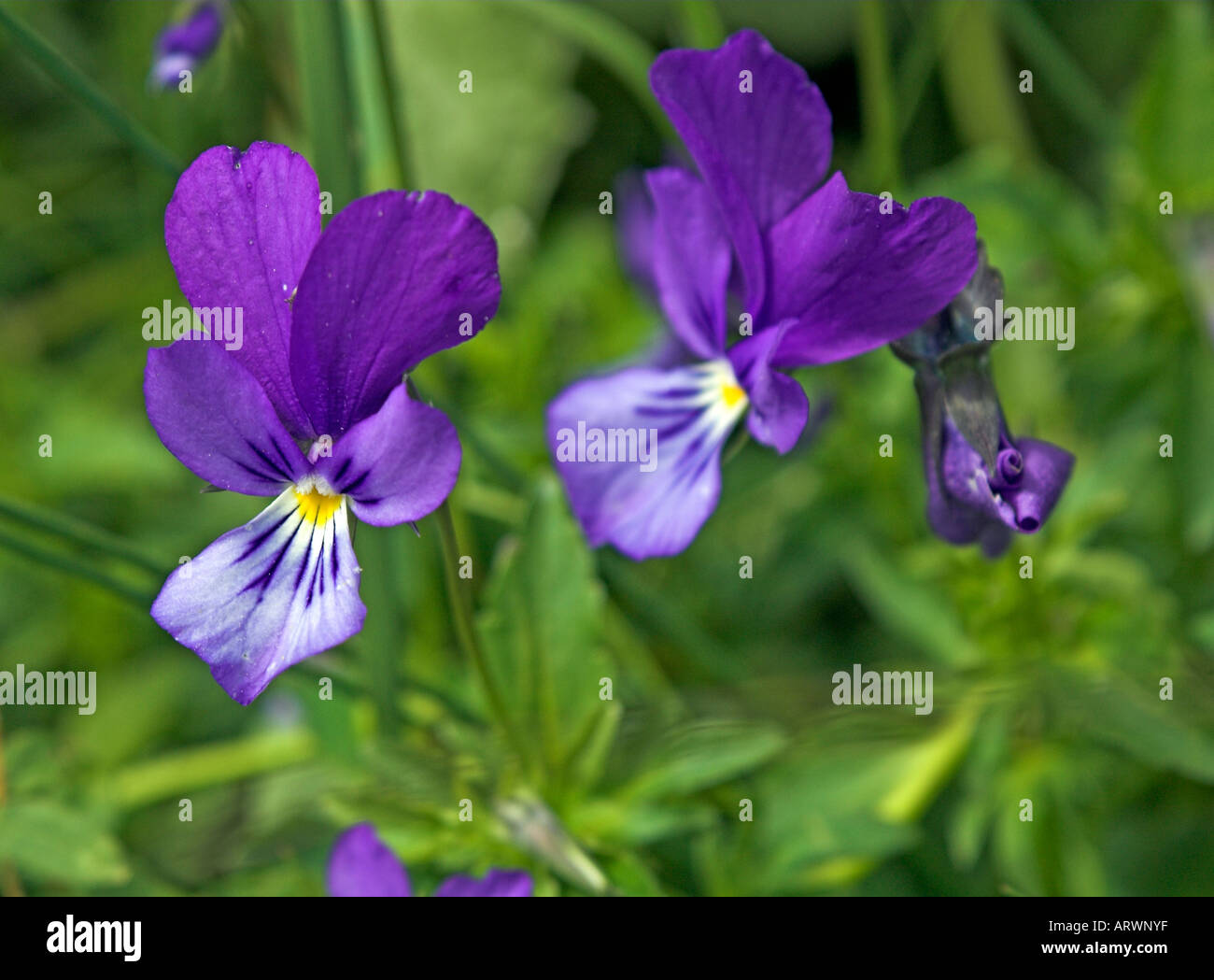 Perfume Violets High Resolution Stock Photography and Images - Alamy
