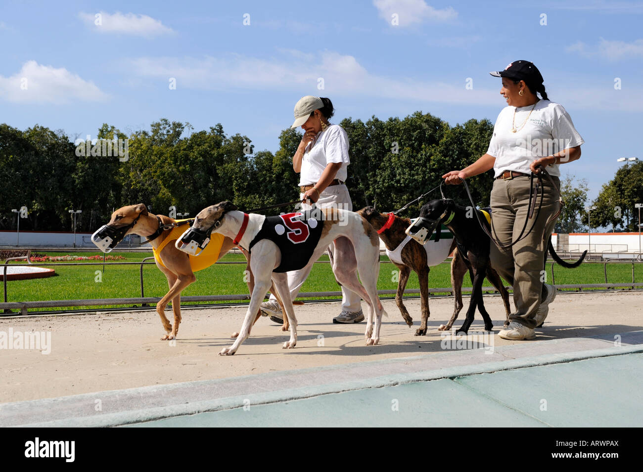 Greyhound dog racing at Fort Myers Naples dog track Florida Stock Photo ...