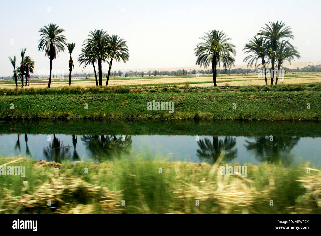 Egypt Palm Trees High Resolution Stock Photography and Images - Alamy