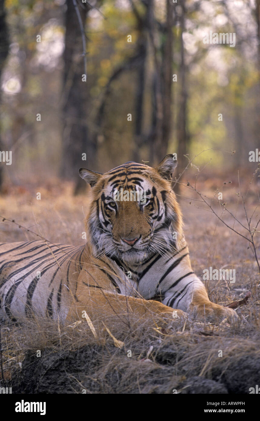 Royal Bengal Tiger the biggest male Tiger of his time Bandhavgarh ...