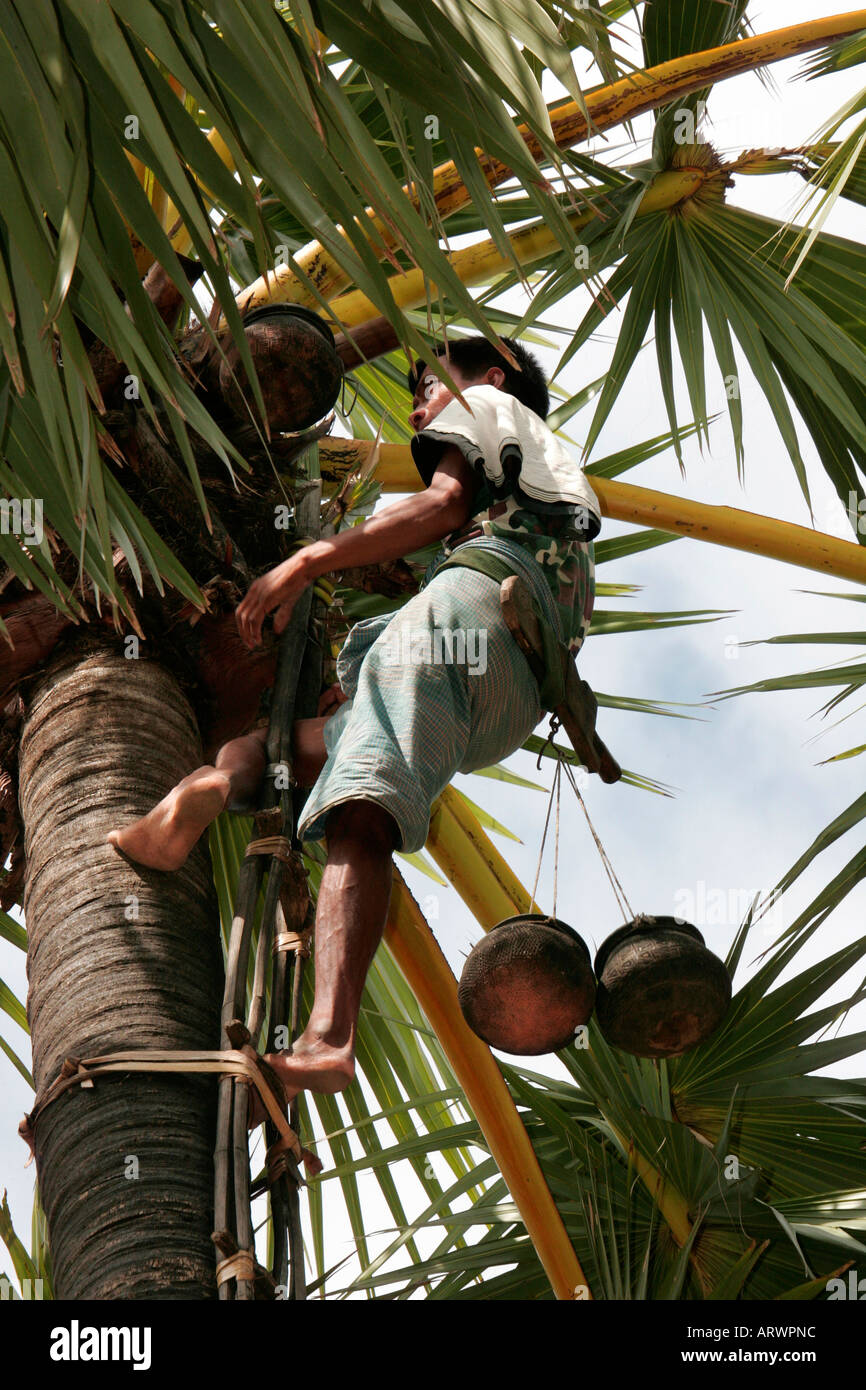 Palm tree tapping hi-res stock photography and images - Alamy