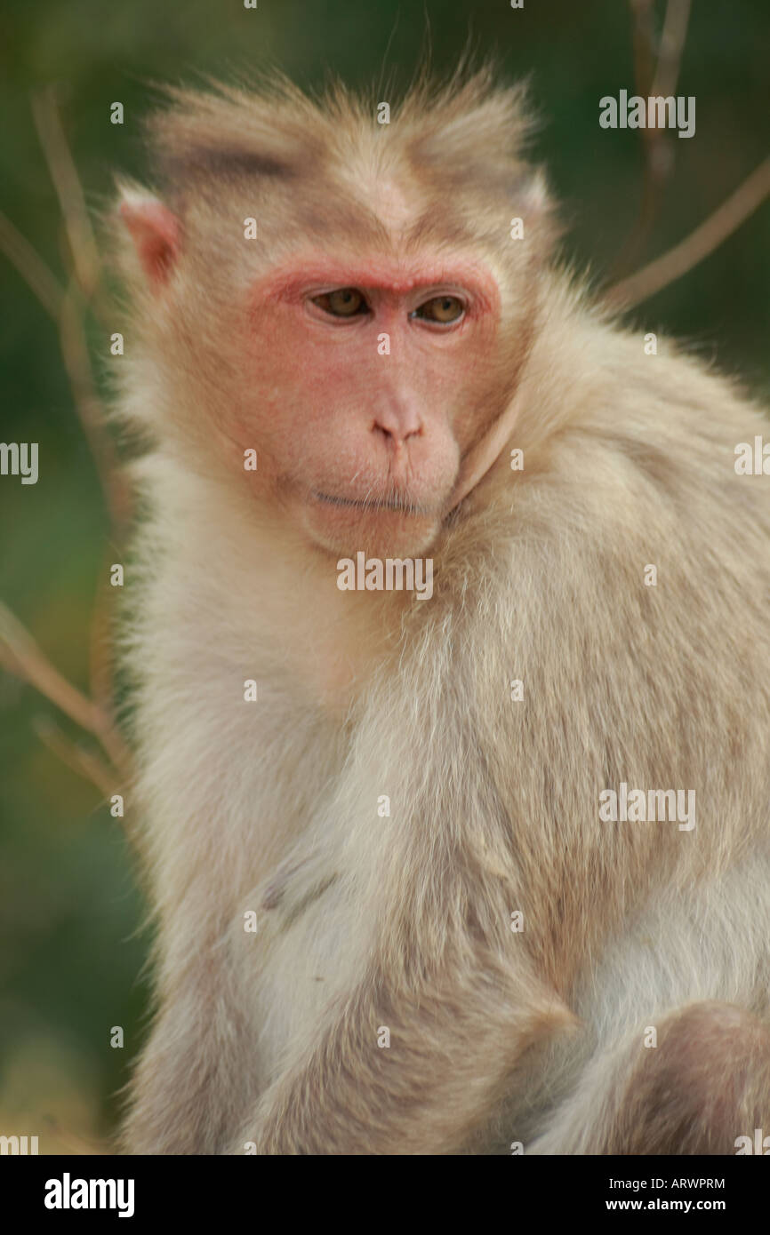 Common Indian Monkey Stock Photo - Alamy