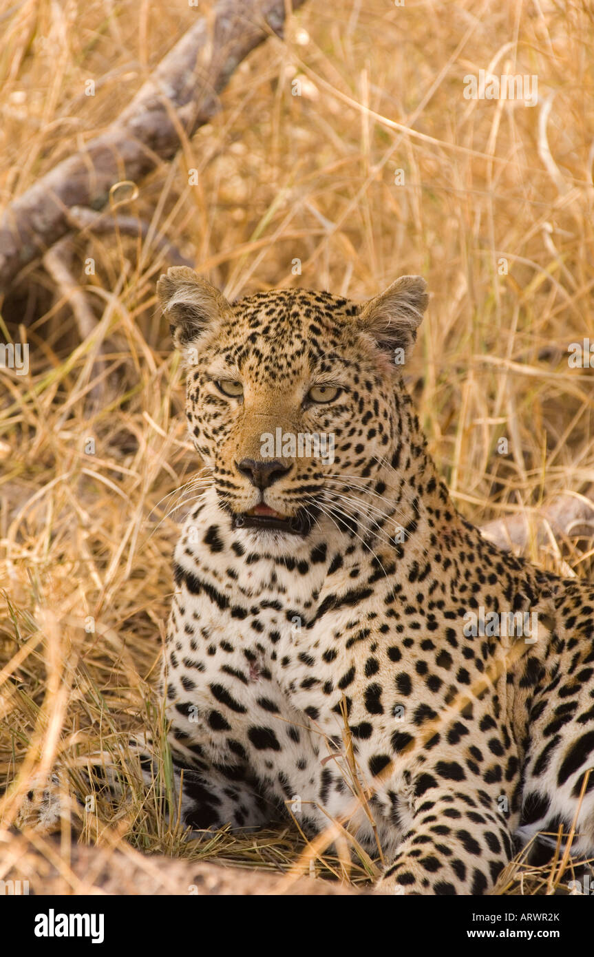Leopardo hi-res stock photography and images - Alamy