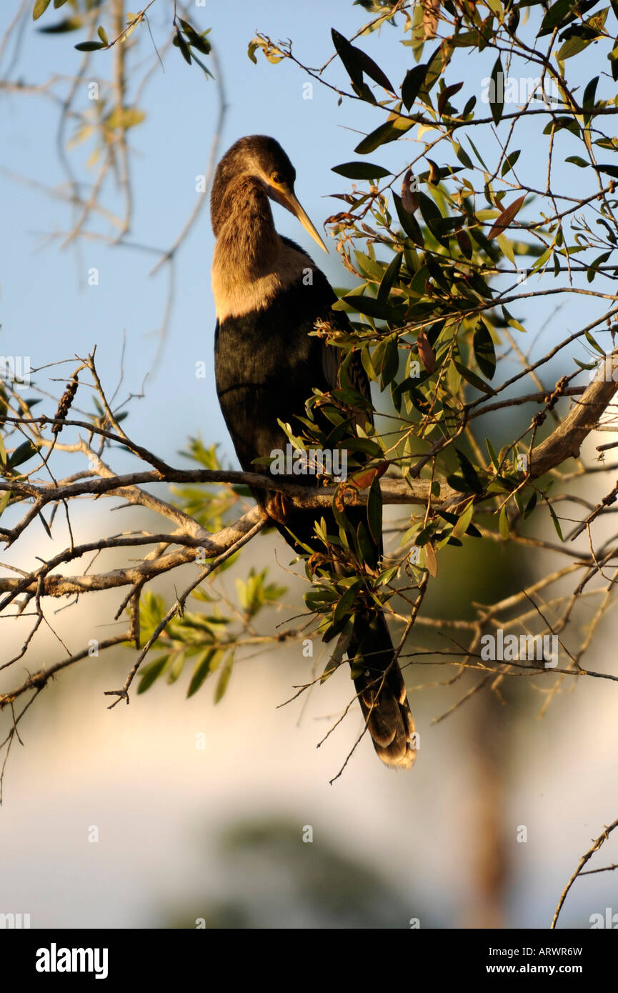 Female Anhinga Florida water diving bird Stock Photo - Alamy