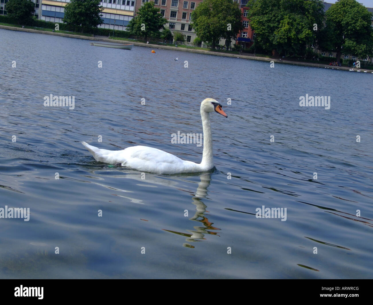 Copenhagen swan canal hi-res stock photography and images - Alamy
