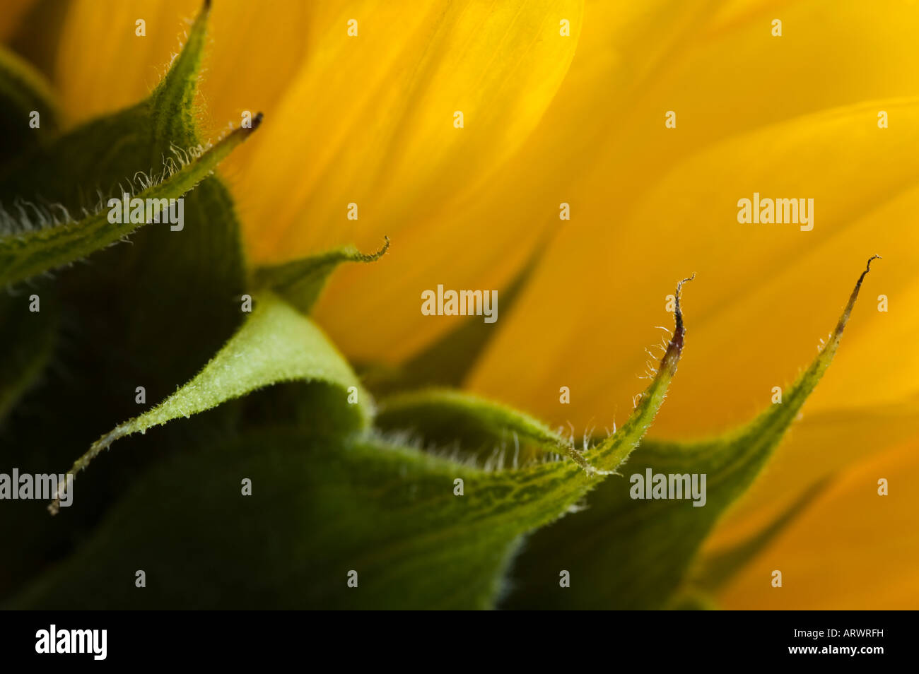Sunflower macro, back-lit Stock Photo - Alamy