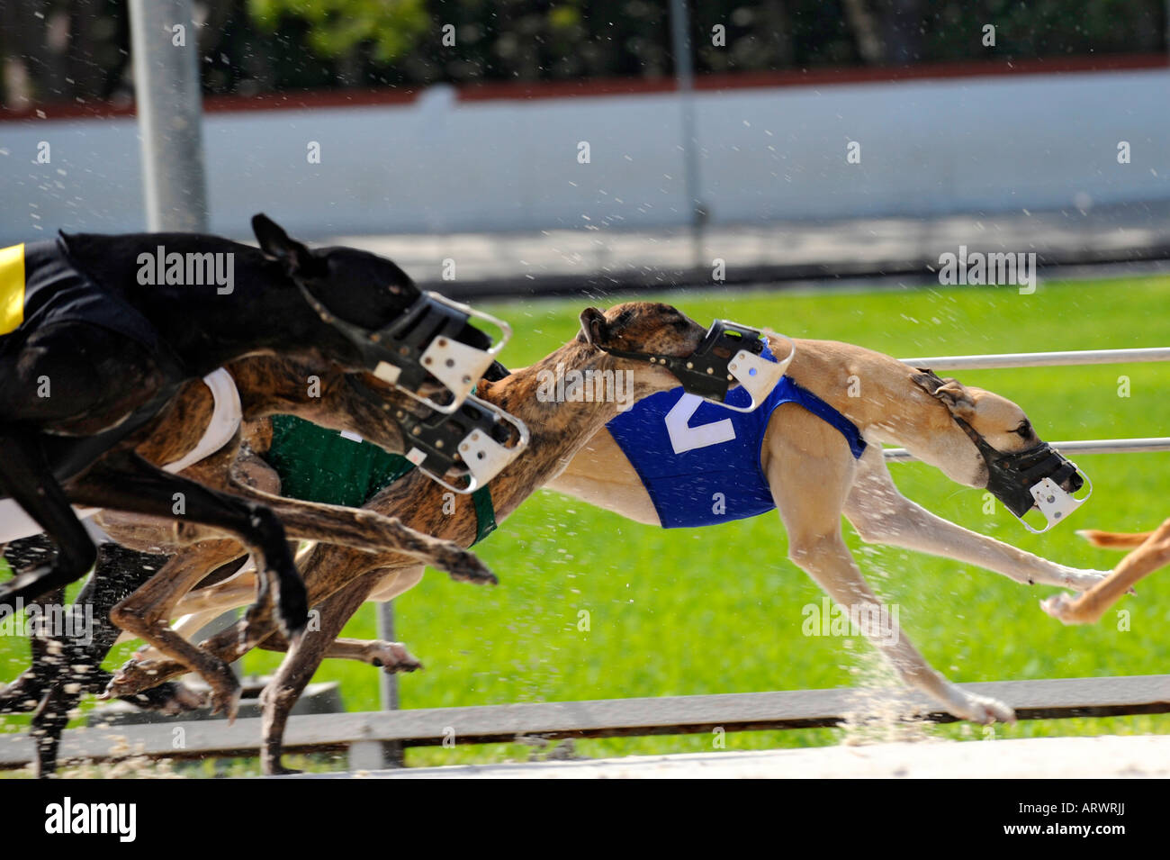 Dog Track Naples Naples Fort Myers Greyhound Racing & Poker