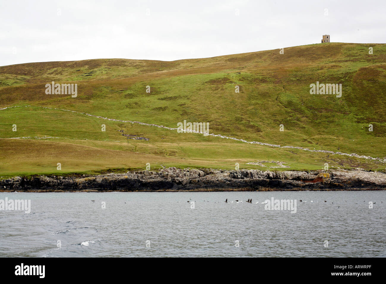 Island of Noss, Shetland Islands, Scotland Stock Photo - Alamy