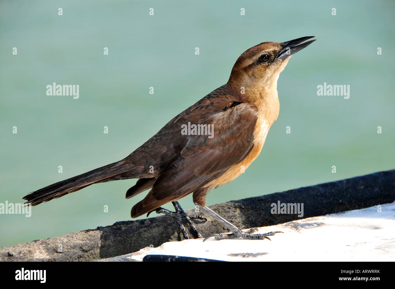 Female boattail Grackle a popular southern states bird Stock Photo - Alamy