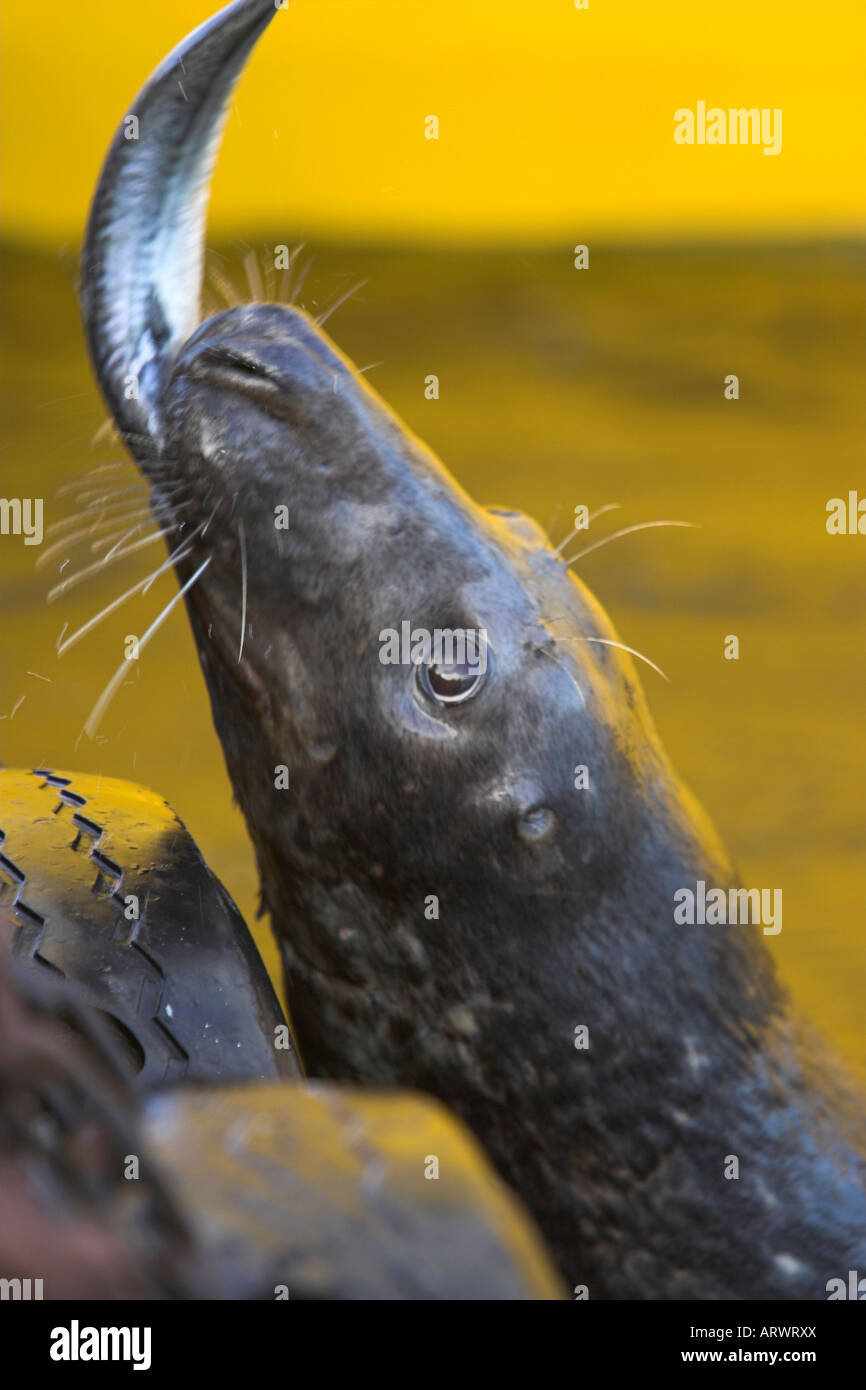 Landing a catch hi-res stock photography and images - Alamy