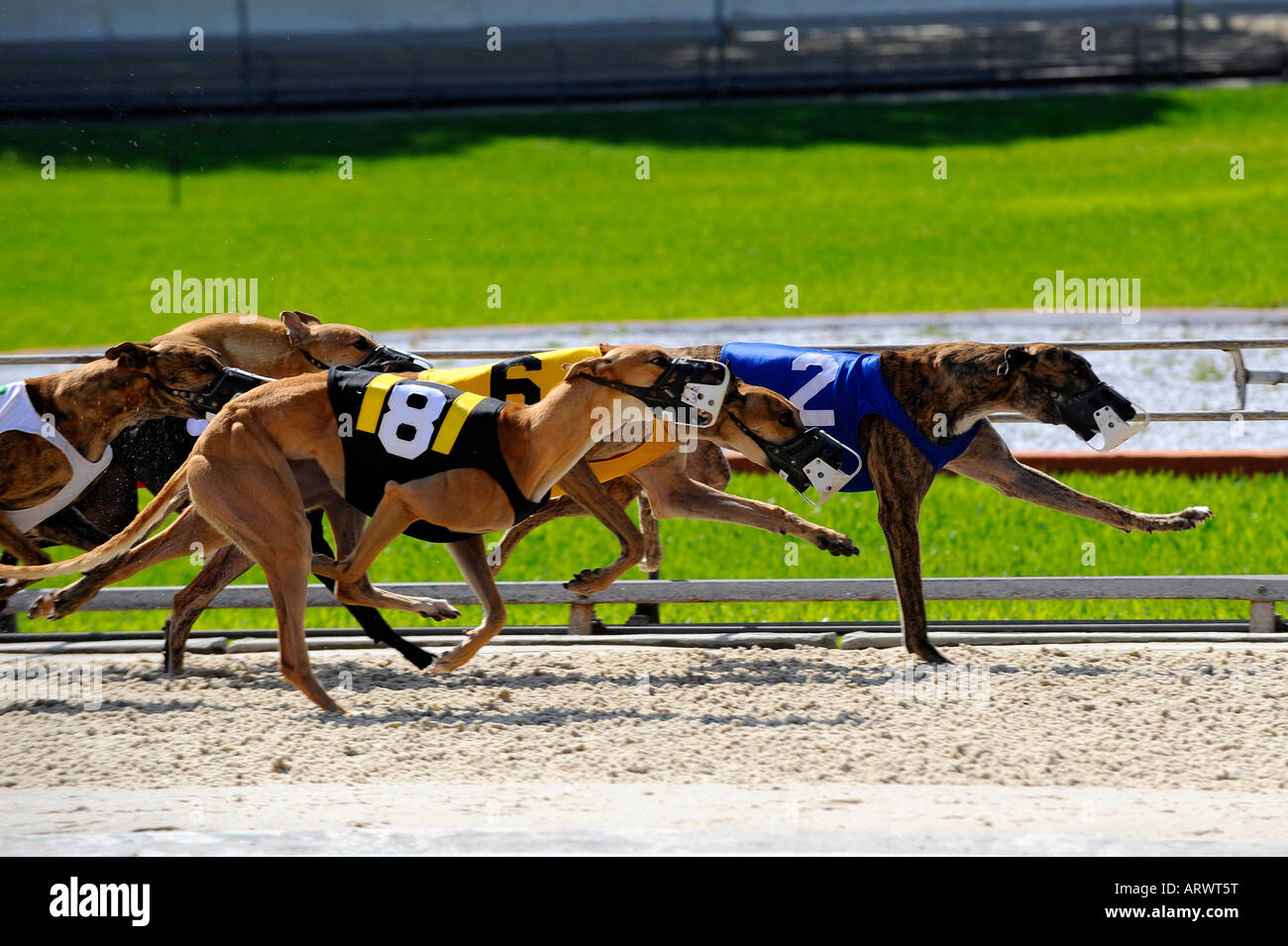 Greyhound dog racing at Fort Myers Naples dog track Florida Stock Photo ...