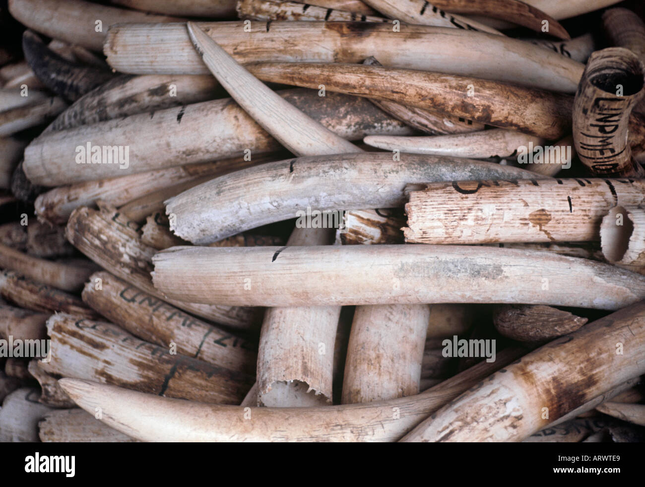 African Elephant Ivory