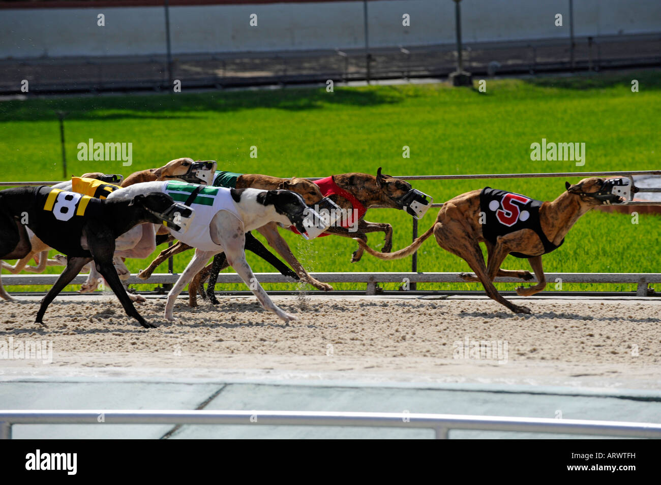 Greyhound dog racing at Fort Myers Naples dog track Florida Stock Photo ...