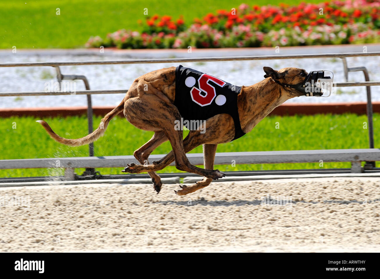 Greyhound dog racing at Fort Myers Naples dog track Florida Stock Photo ...