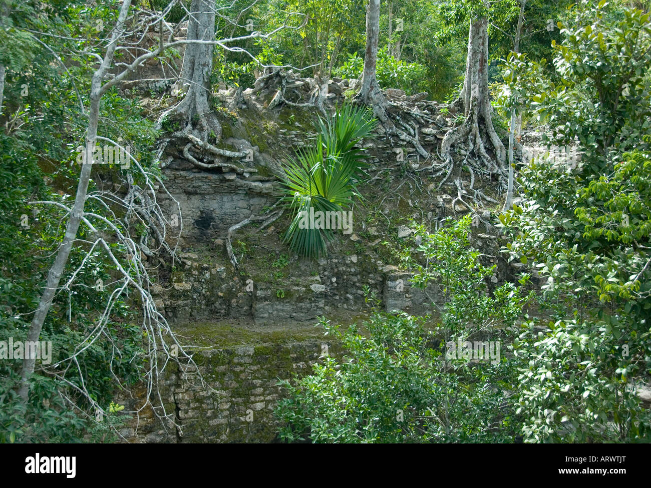 Tangle of Tree Roots Growing On Temple Steps in the Jungle Coba Complex ...