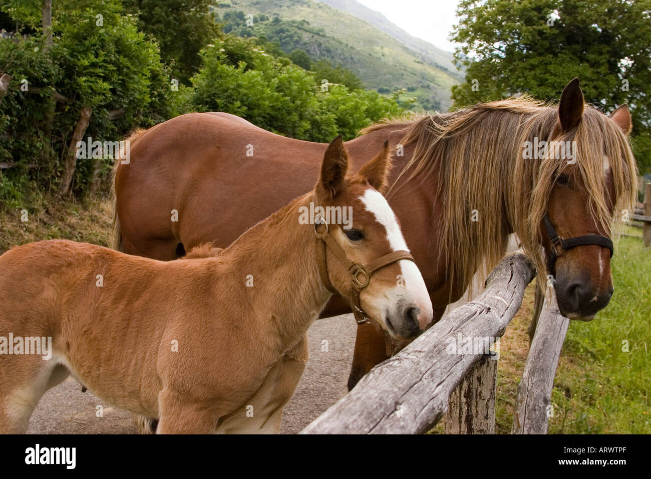 Spanish pony and foal Stock Photo - Alamy