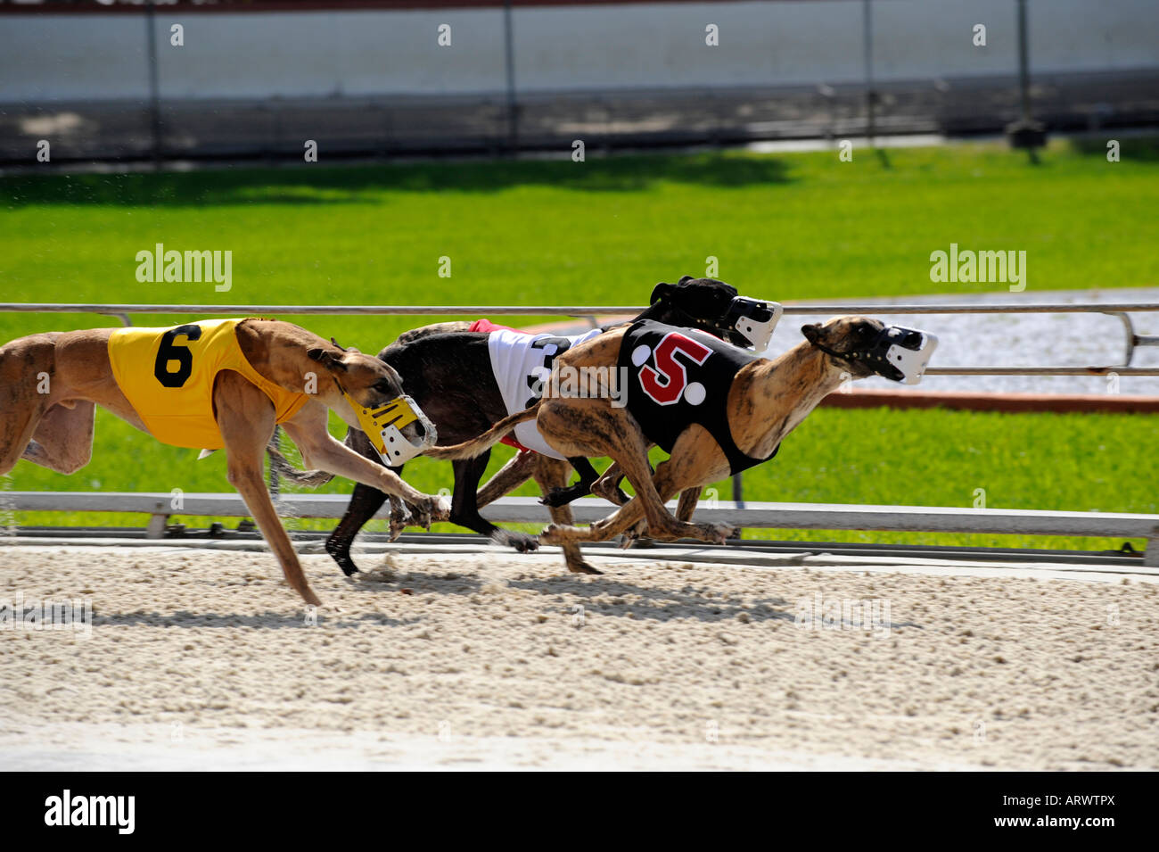 Naples Dog Races 2023 Whippet Nationals