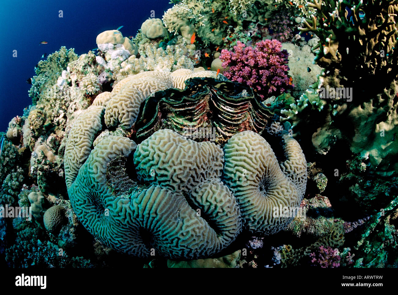 Giant Clam in Coral Reef Tridacna Squamosa Red Sea Sudan Stock Photo ...