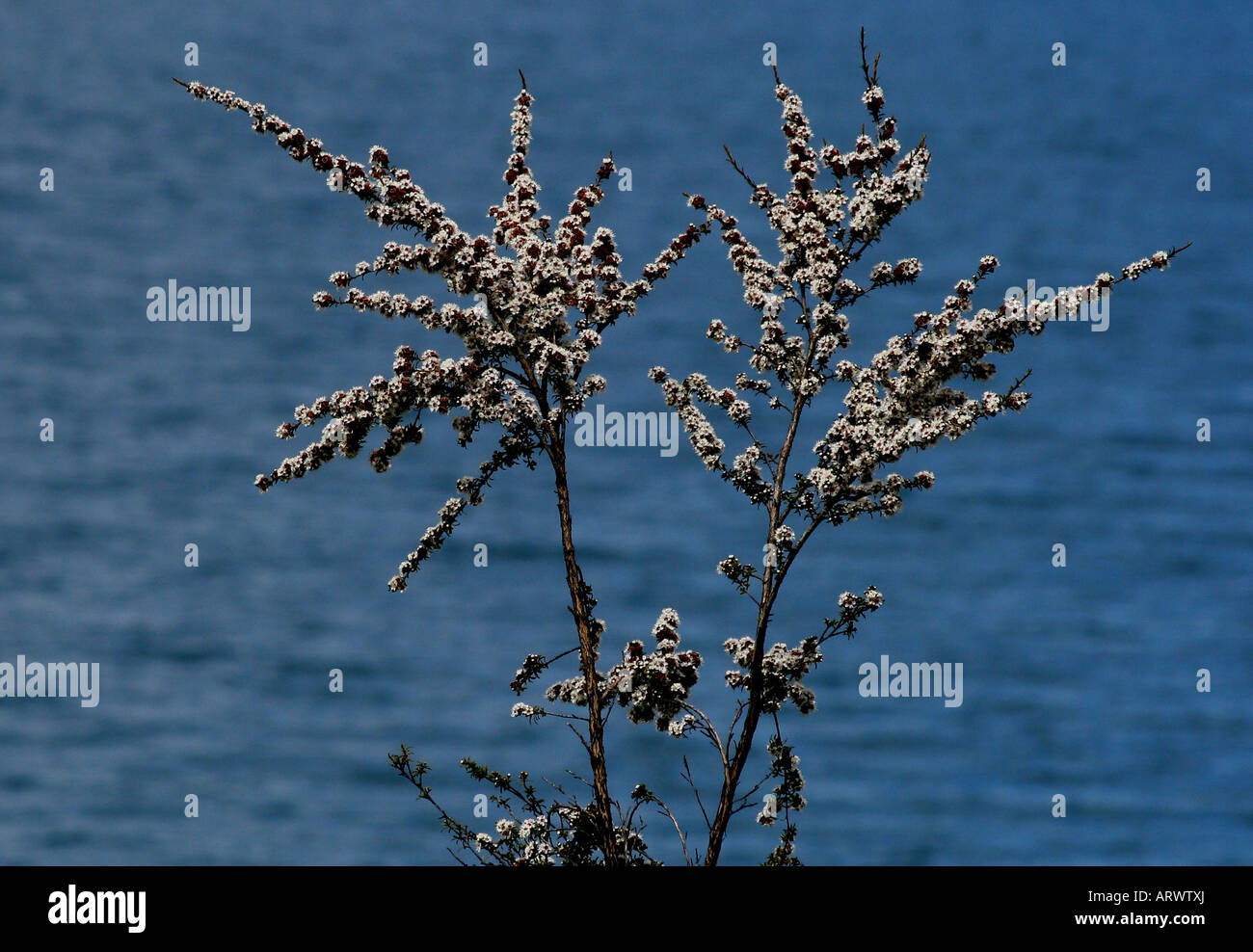 Leptospermum Scoparium Honey High Resolution Stock Photography and ...