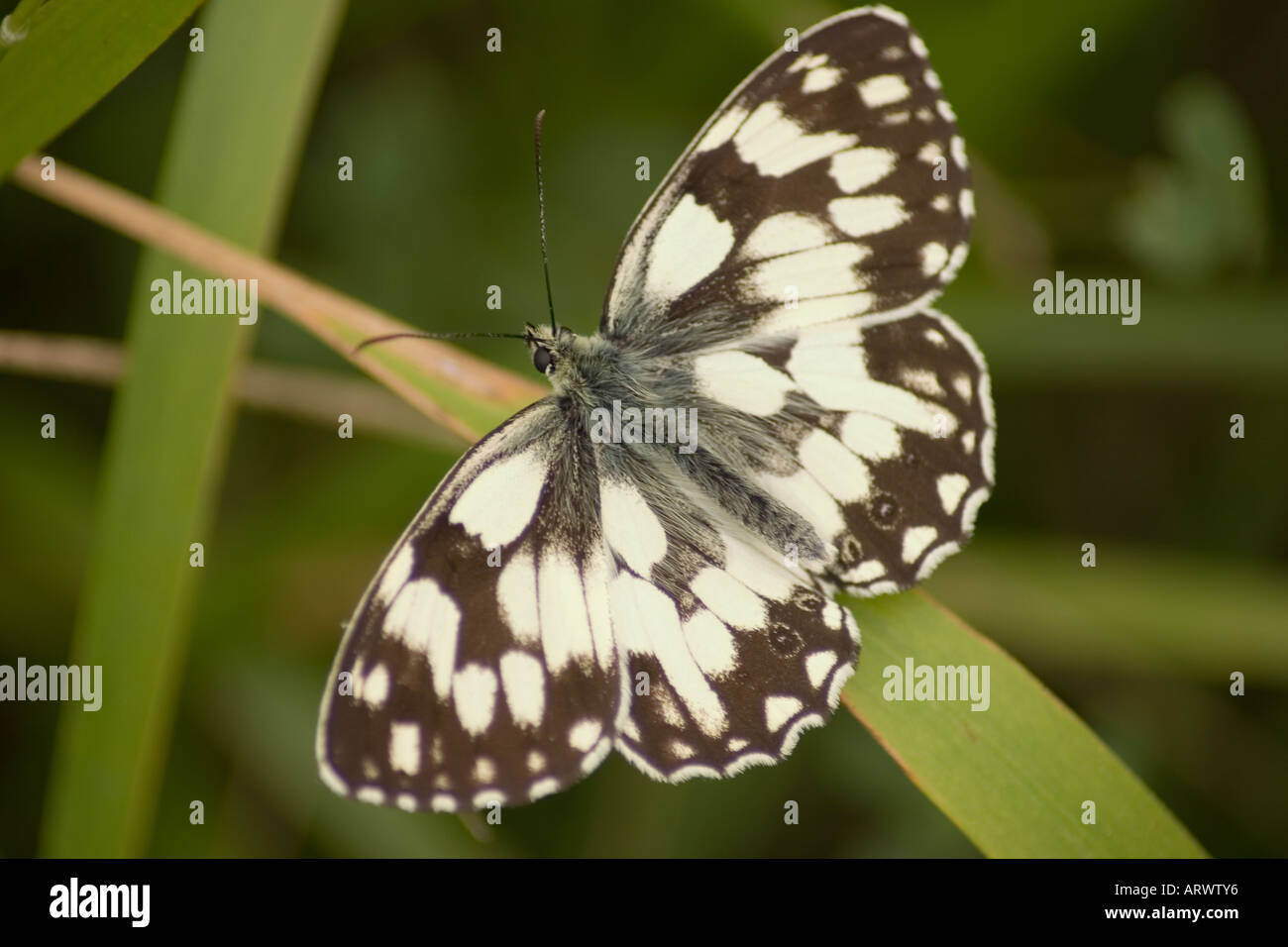 The marbled white Stock Photo - Alamy
