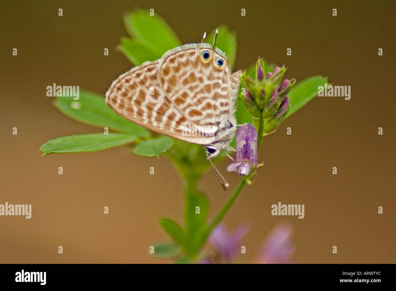 Syntarucus pirithous Stock Photo - Alamy