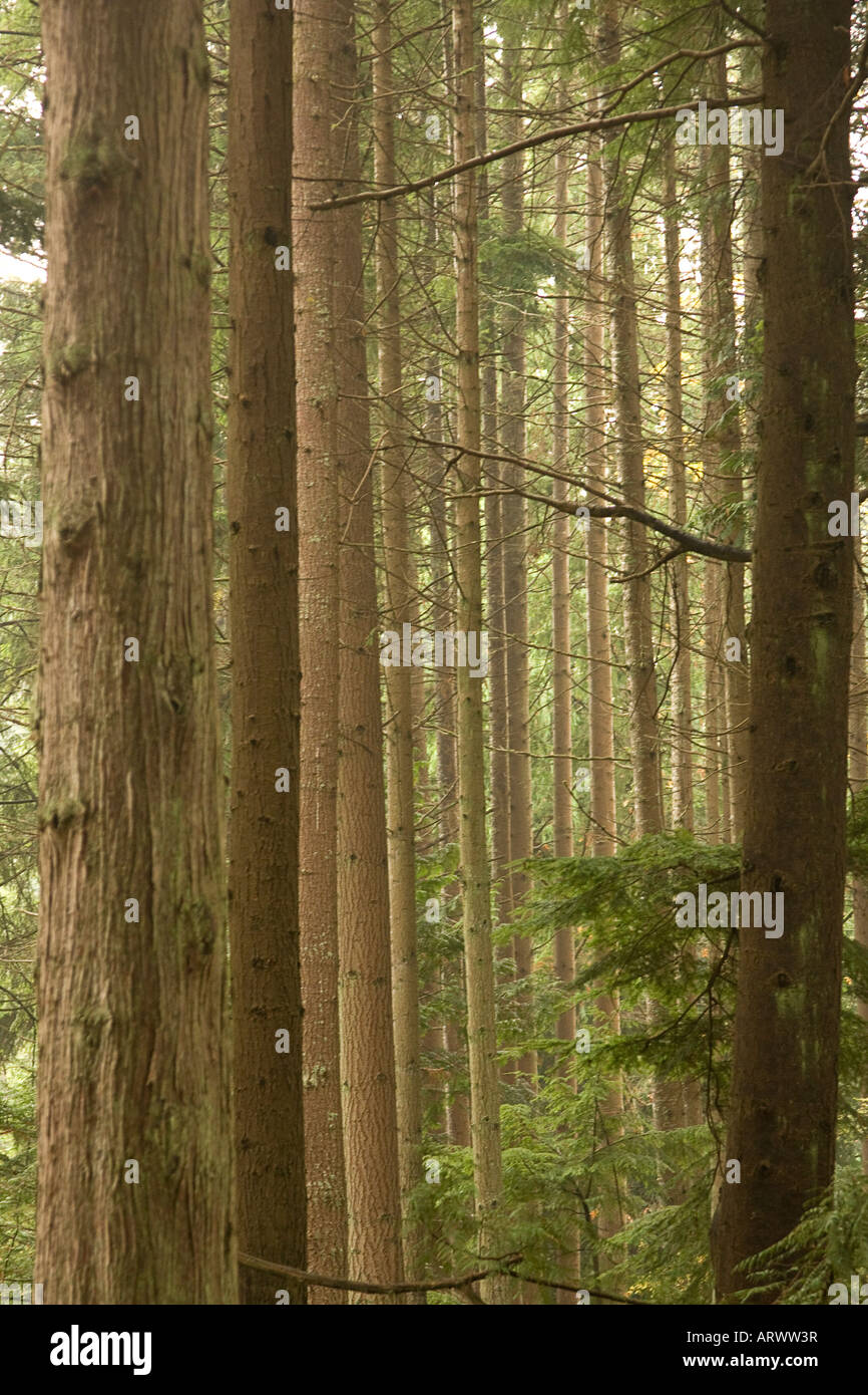 Assorted tree trunks including cedar on Bainbridge Island Washington ...