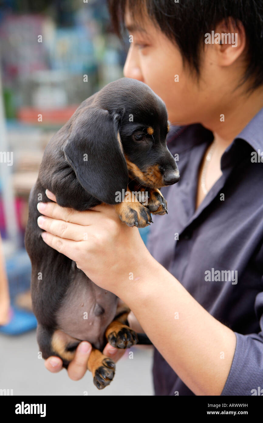 Dachshund Puppy, Puppies for Sale, Pet Street Market Peaceful Market ...