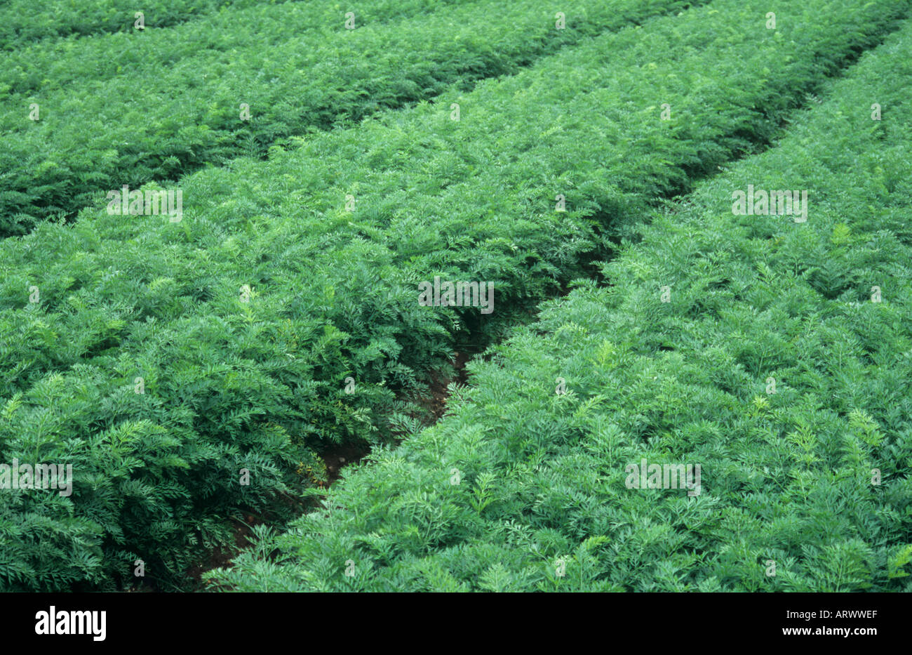 Field tramlines hi-res stock photography and images - Alamy