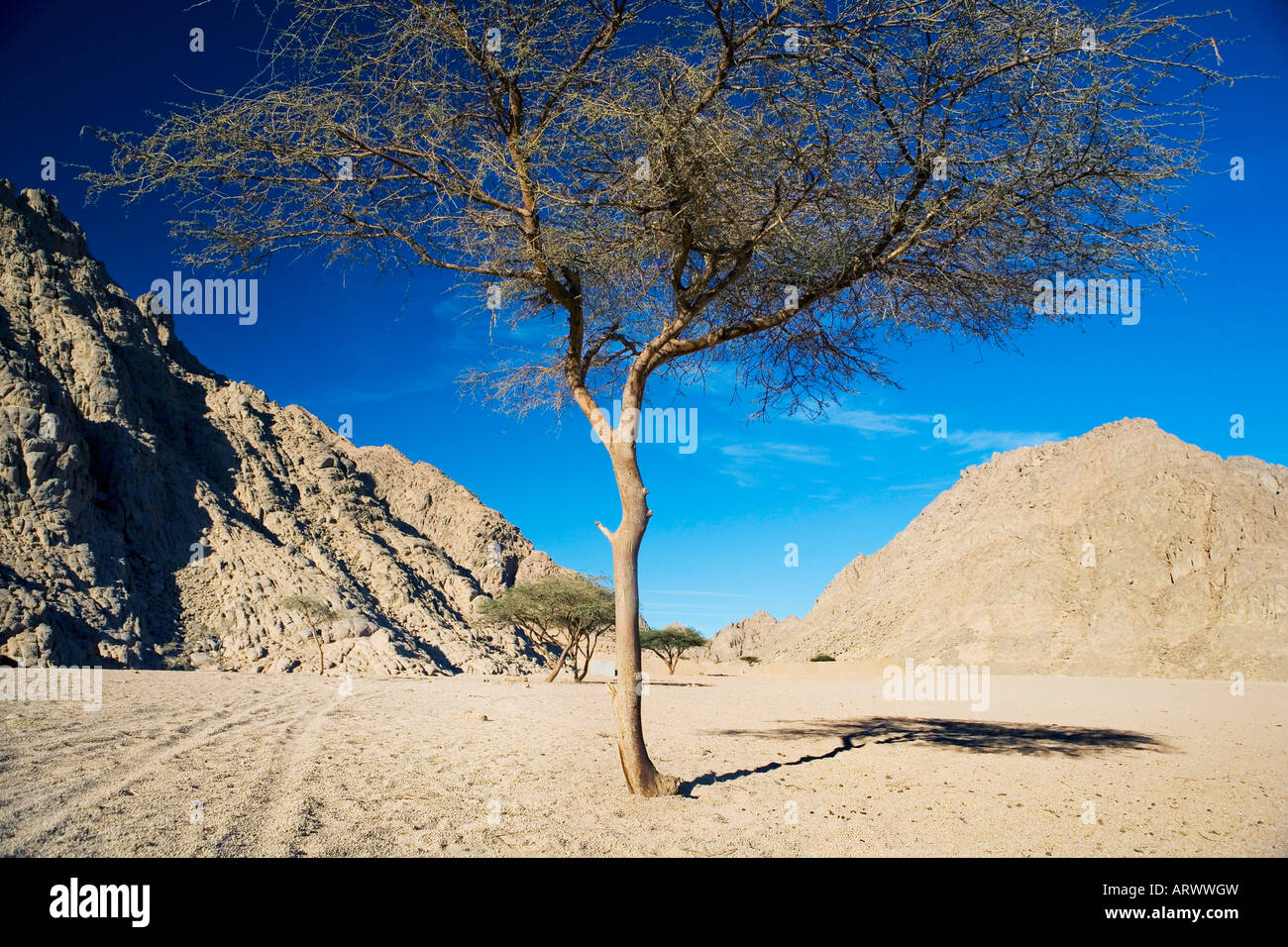 Sinia hi-res stock photography and images - Alamy